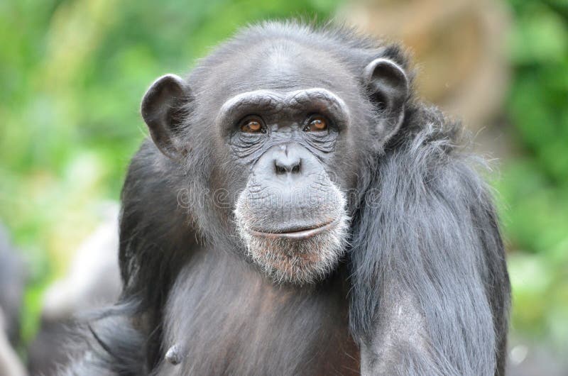772 Female Chimp Stock Photos - Free & Royalty-Free Stock Photos from ...