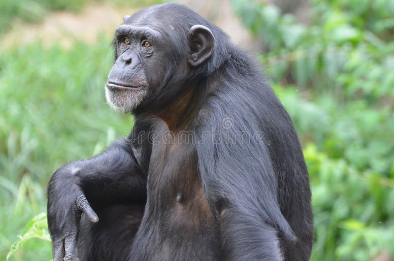 Young female chimp stock photo. Image of relax, leaves - 36079620