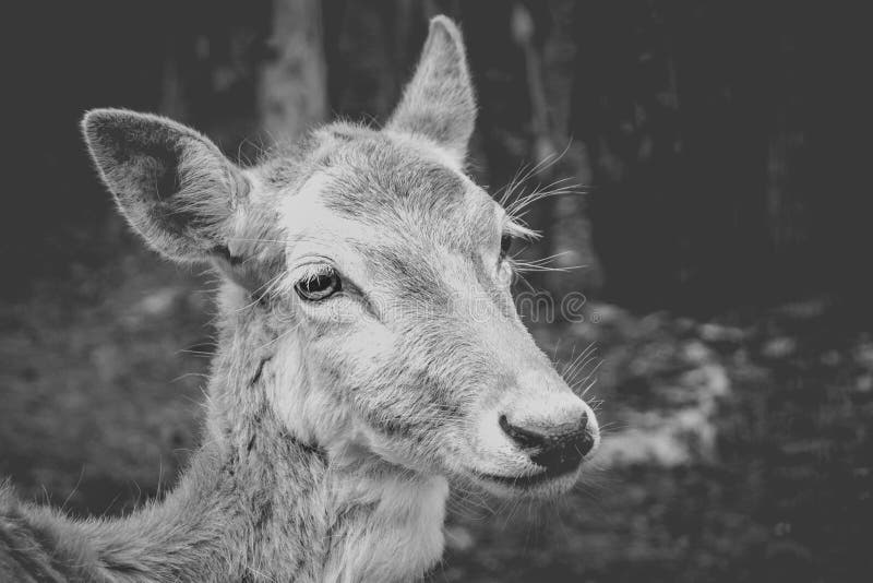 Dear forest life. stock photo. Image of dear, park, forest - 92480952