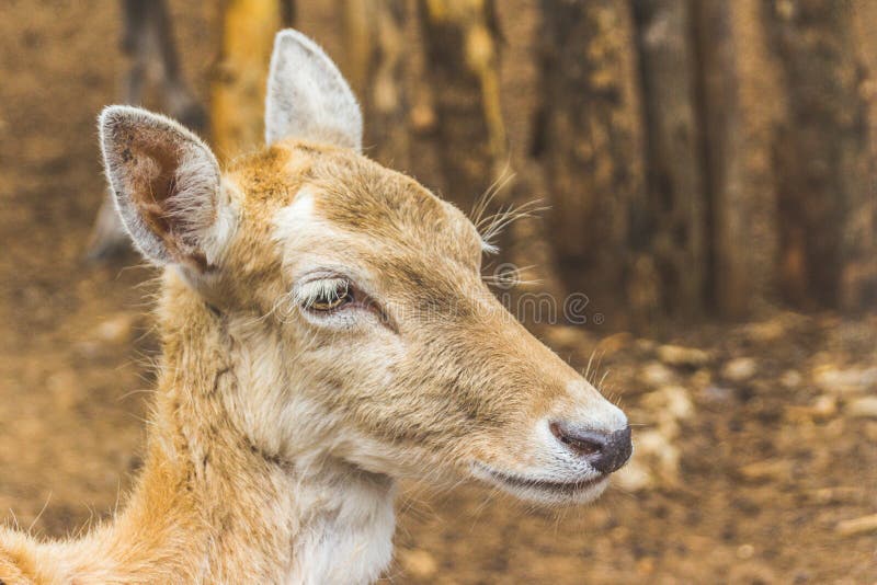 Dear forest life. stock photo. Image of dear, park, forest - 92480952