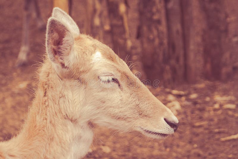 215 Female Wild Dear Head Stock Photos - Free & Royalty-Free Stock ...