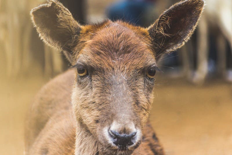 215 Female Wild Dear Head Stock Photos - Free & Royalty-Free Stock ...