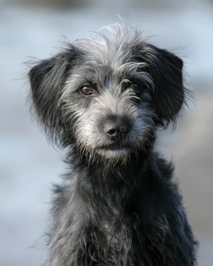 Young female dog stock photo. Image of fluffy, head, portrait - 12268692