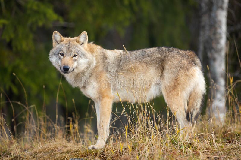 Young Female Grey Wolf Standing in the Forest Stock Image - Image of ...