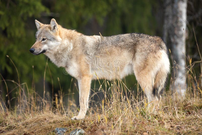 Young Female Grey Wolf Standing in the Forest Stock Image - Image of ...