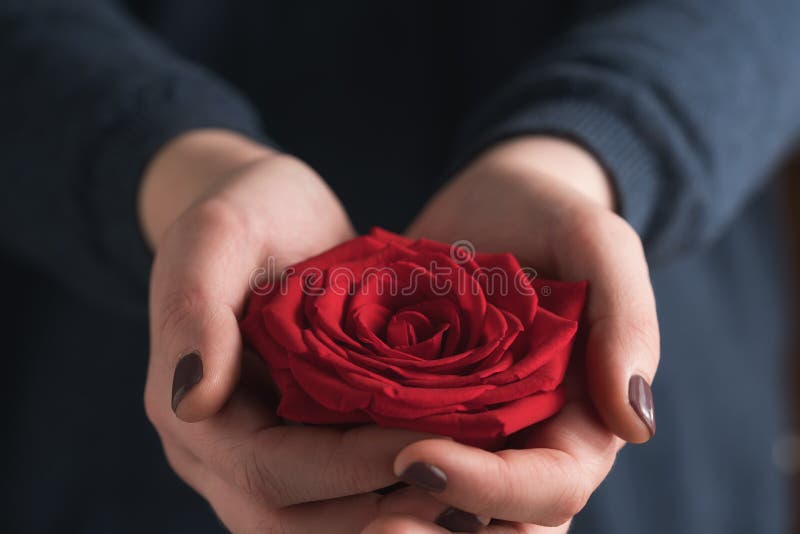Young Female Hands Holding Red Rose Stock Image - Image of flower ...