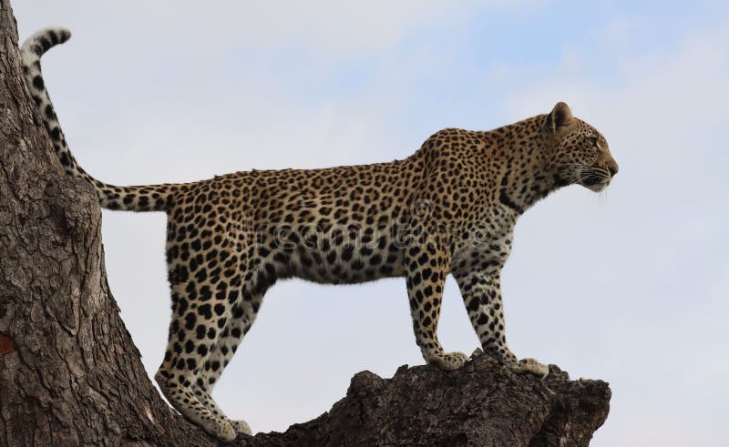 Young Female Leopard Standing on the Tree Branch Stock Image - Image of ...