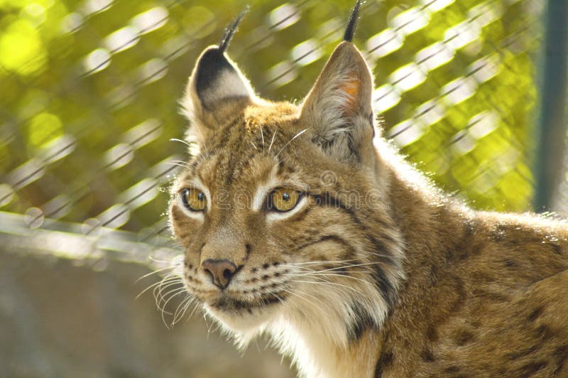Young female lynx stock image. Image of stare, intense - 26814565