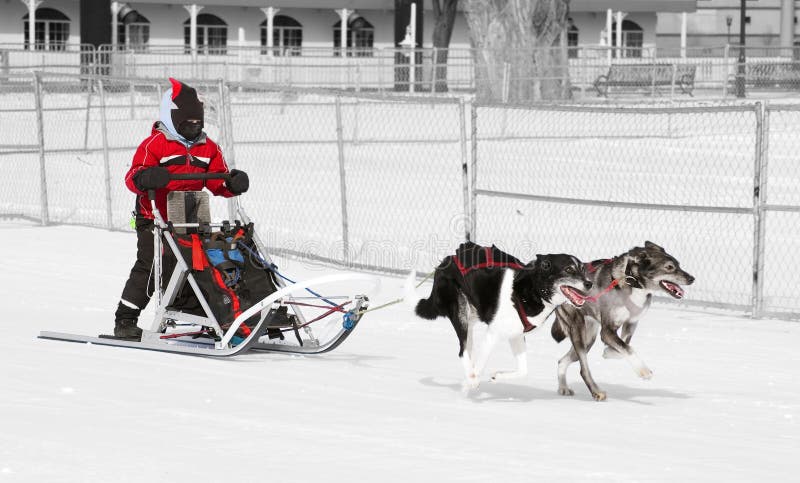 Young Female Musher and Her Dog Team Stock Photo - Image of musher ...