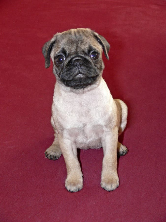 Young female pug, Germany stock photo. Image of cute - 11707908