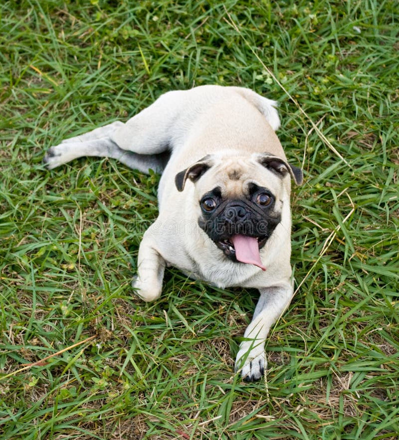 Young female Pug on grass stock photo. Image of female - 7436182