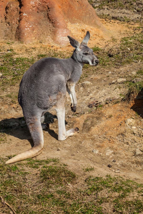 Female red kangaroo stock image. Image of australia, redkangaroo - 35419723