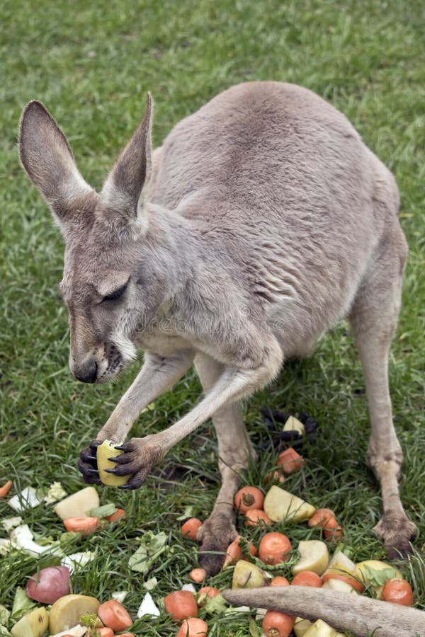 Young female red kangaroo stock image. Image of black - 99130153
