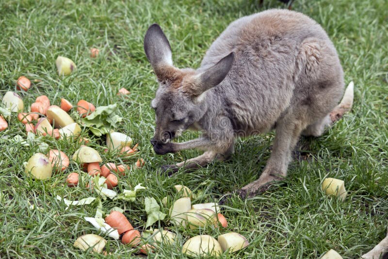 Young female red kangaroo stock photo. Image of hare - 99130156