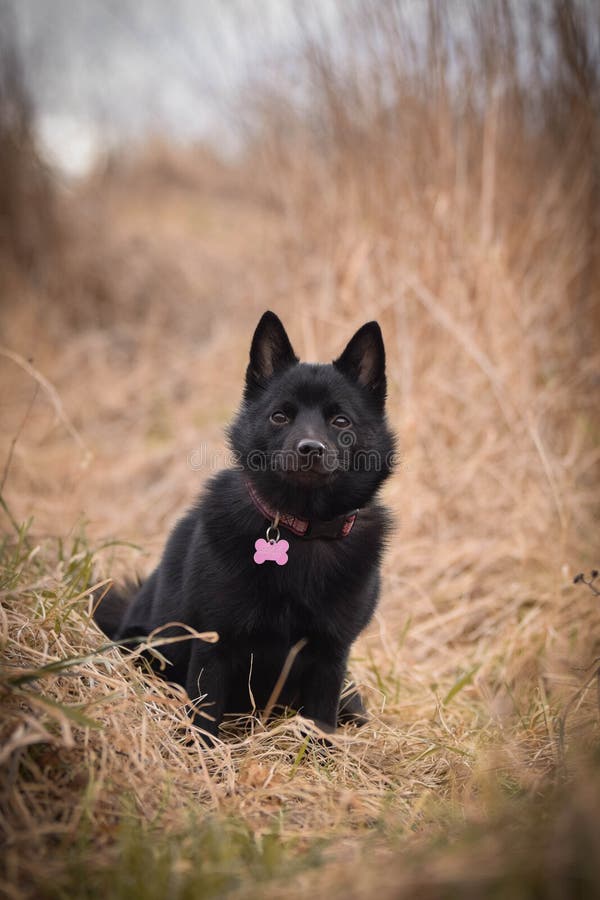 Young Female of Schipperke is Sitting in Reed. Stock Image - Image of ...