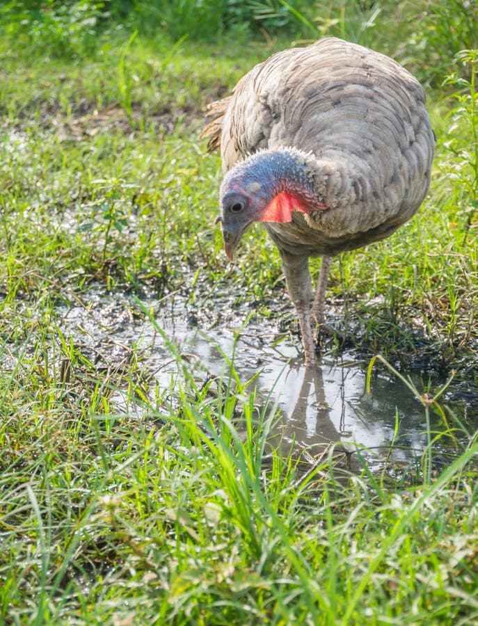 Young female turkey stock image. Image of beard, beak - 81690253