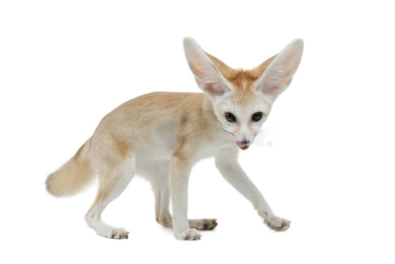 Fennec Fox on a White Background in Studio Stock Photo - Image of cute ...