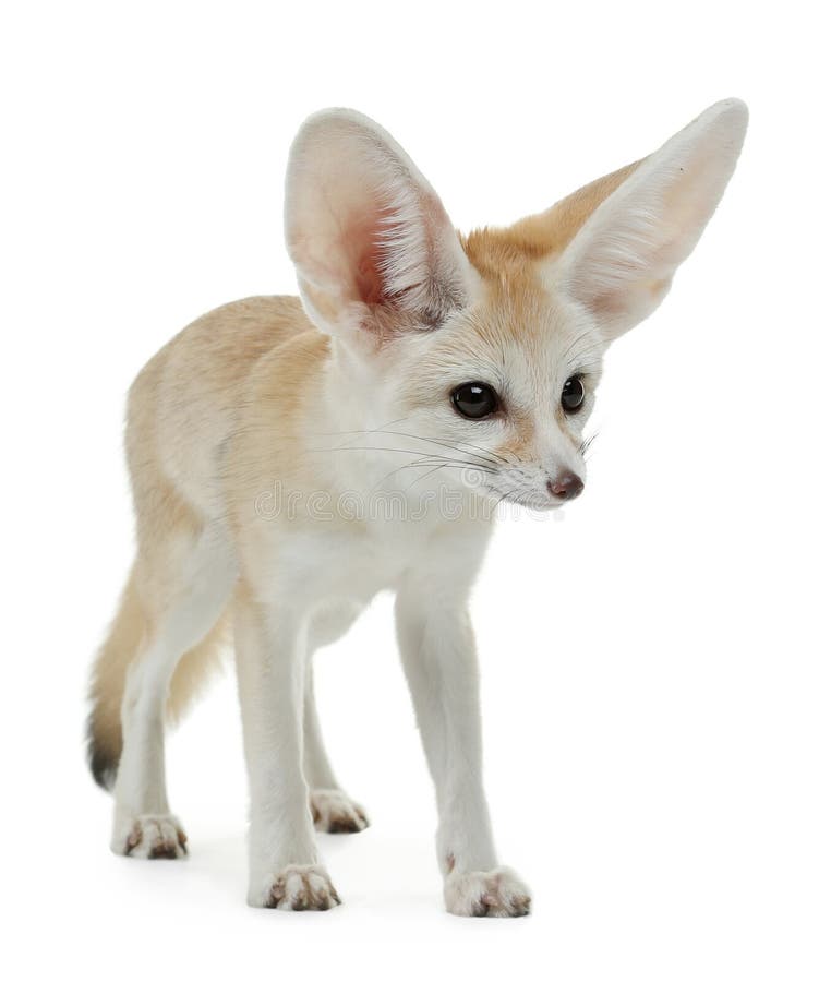 A Fennec Fox In The White Desert, Egypt Stock Photo - Image of white ...