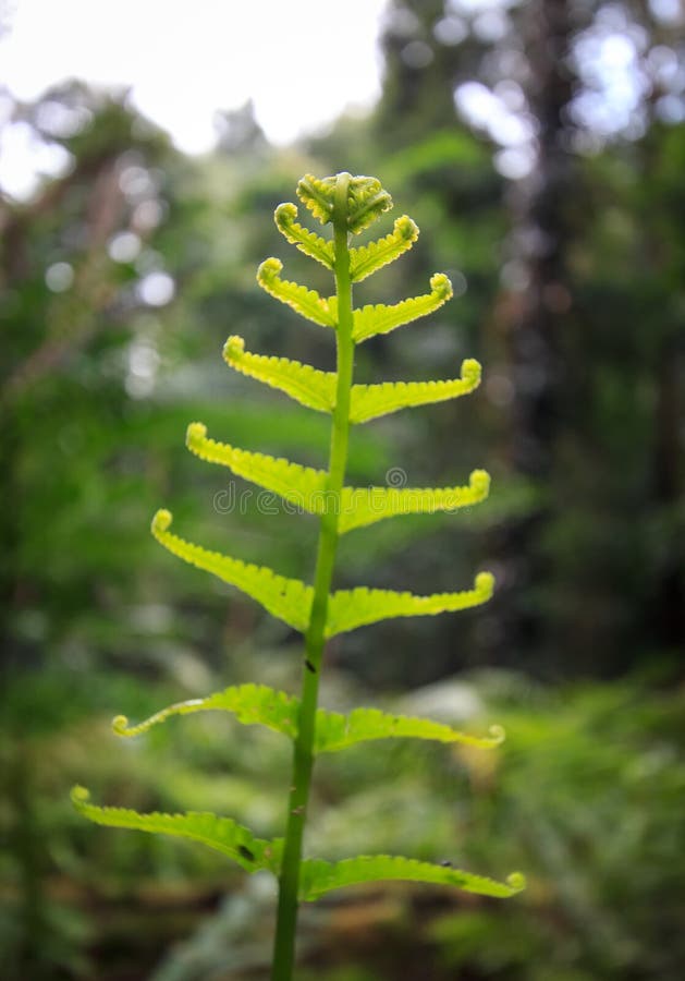 Circinate Photos - Free & Royalty-Free Stock Photos from Dreamstime