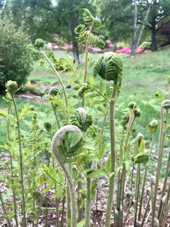 Young Fern Emerging in Spring Stock Image - Image of garden, young ...