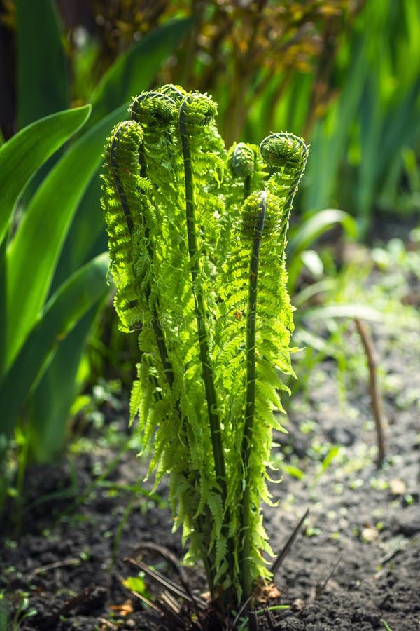 Single young fern stock photo. Image of growth, foliage - 54539370