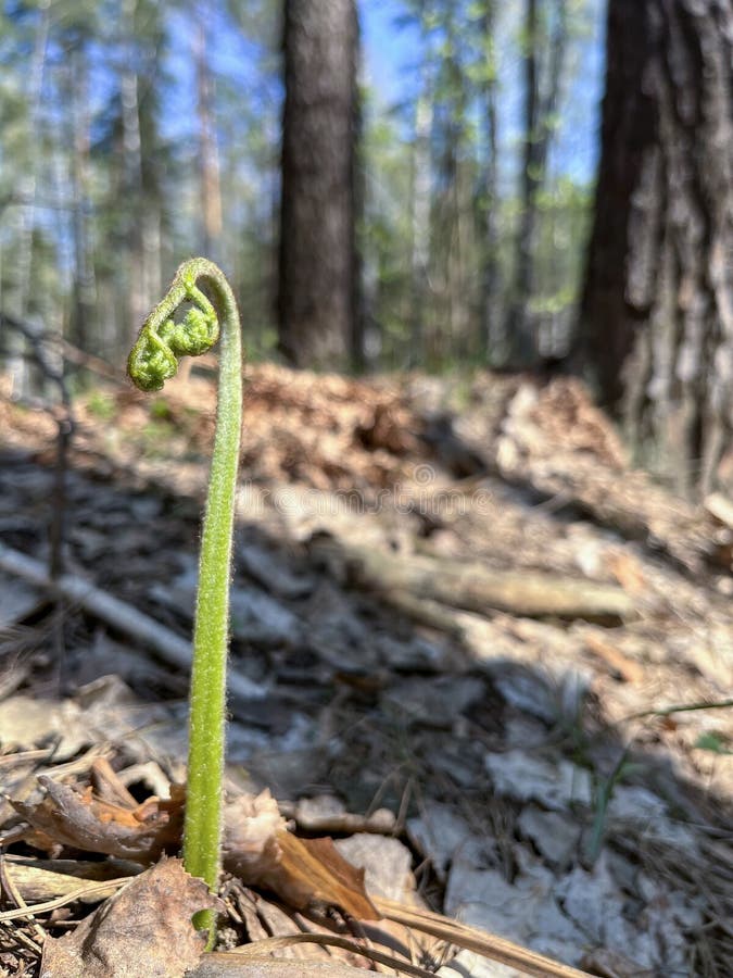 The Young Fern Grows in the Garden in Spring Stock Image - Image of ...