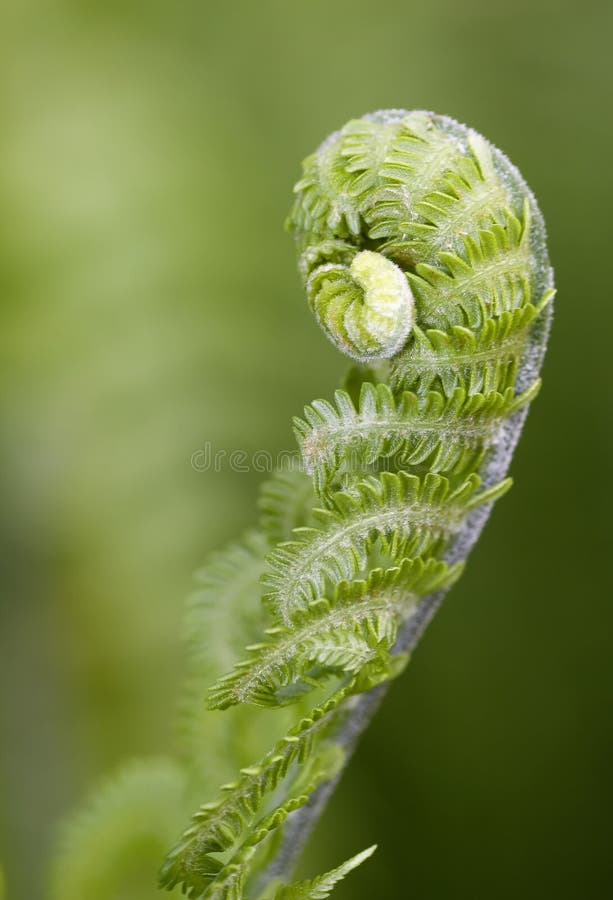 Young Fern Isolated on Green Background Stock Image - Image of ...