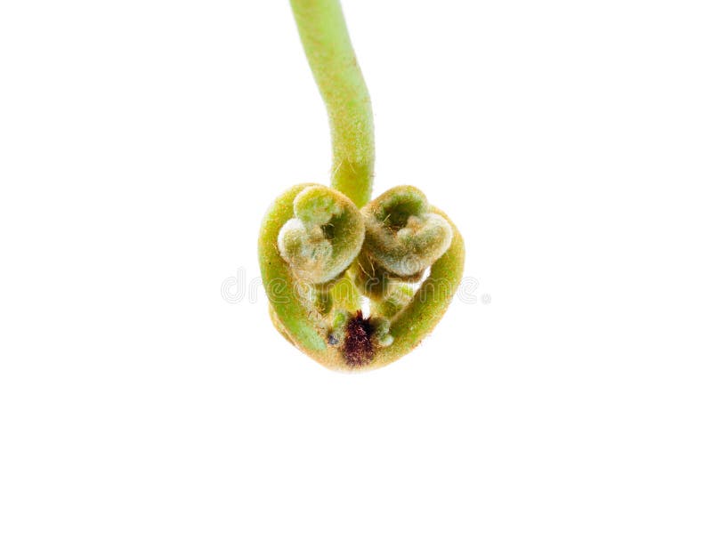 Fern Heart stock photo. Image of shape, naturally, curled - 92497620