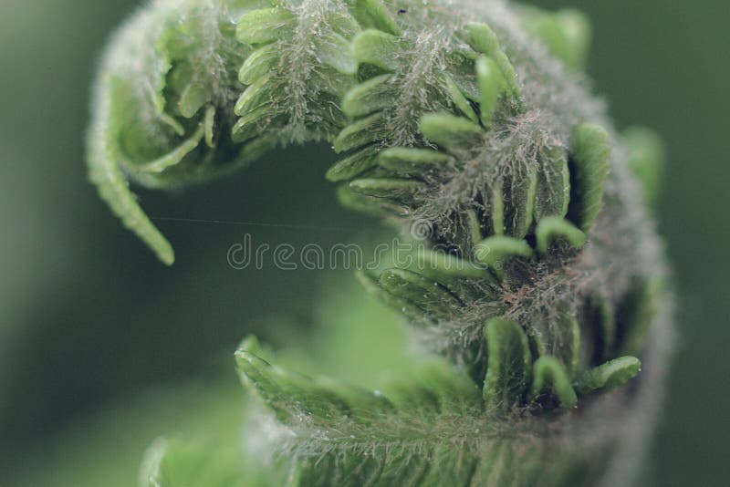 Young fern leaf macro stock photo. Image of fern, branch - 94341250