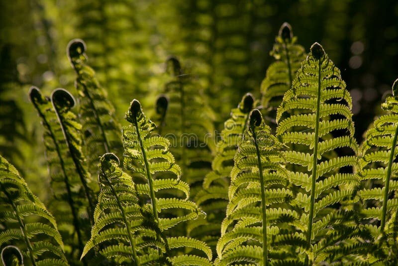Young Fern Leaves Backlit by Sunlight Stock Image - Image of color ...
