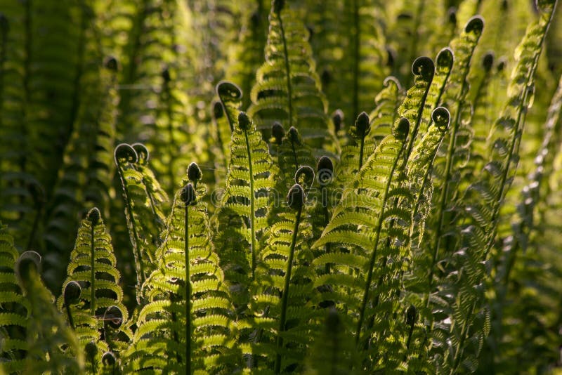 Young Fern Leaves Backlit by Sunlight Stock Photo - Image of sunlight ...