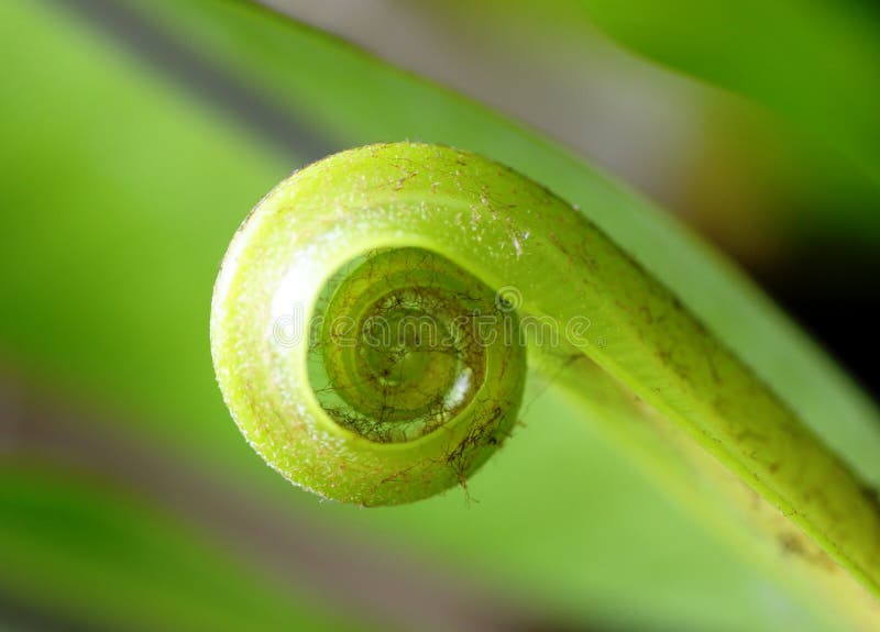Young Fern Macro stock photo. Image of micro, environment - 20949304