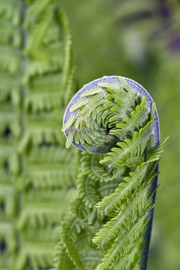 Young fern macro. stock image. Image of wetland, vibrant - 22151163