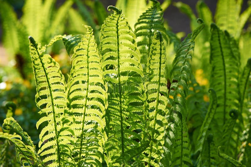 Young fern plants stock photo. Image of outdoors, nature - 54117044