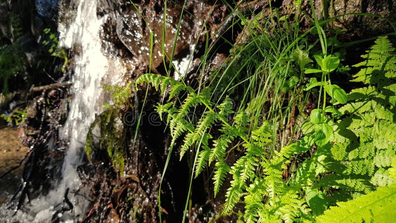 Young ferns near a stream stock image. Image of beauty - 150731461
