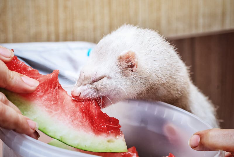 Ferret eats a treat stock image. Image of open, carnivore - 103227531