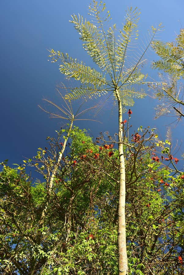 A Young Fever Tree and Coral Tree Stock Photo - Image of botany, coral ...