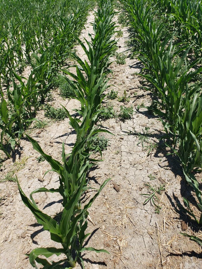 Young Field Corn in Rows of Dirt Stock Image - Image of agriculture ...