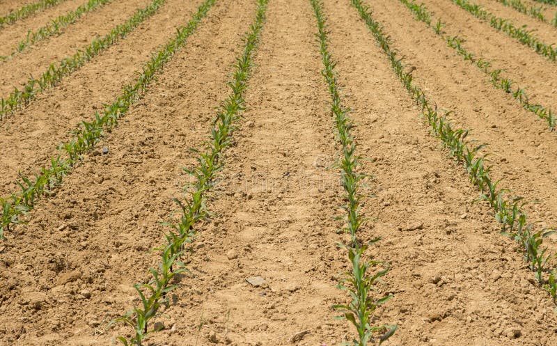 Young Field Corn in Rows stock image. Image of clean - 96990663