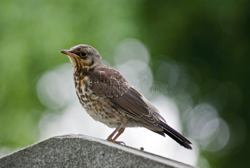 Young fieldfare stock image. Image of tail, outdoor, natur - 14995069