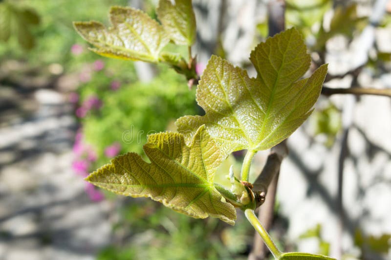 138 Sprouting Fig Leaves Fig Stock Photos - Free & Royalty-Free Stock ...
