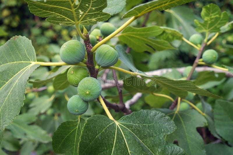 Single Fig Tree Alone in Field Stock Photo - Image of field, ficus: 2978448