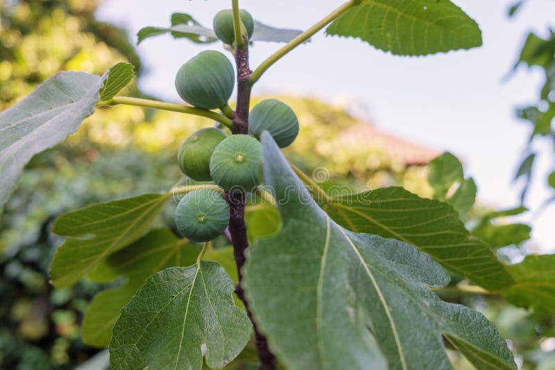 Fig tree branch stock image. Image of countryside, season - 124768237