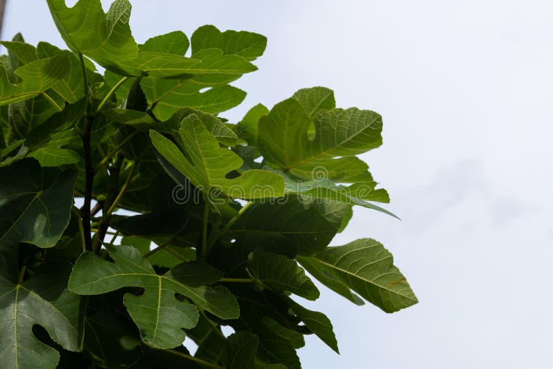 Young Fig Tree Branch stock image. Image of yellow, plant - 186147507