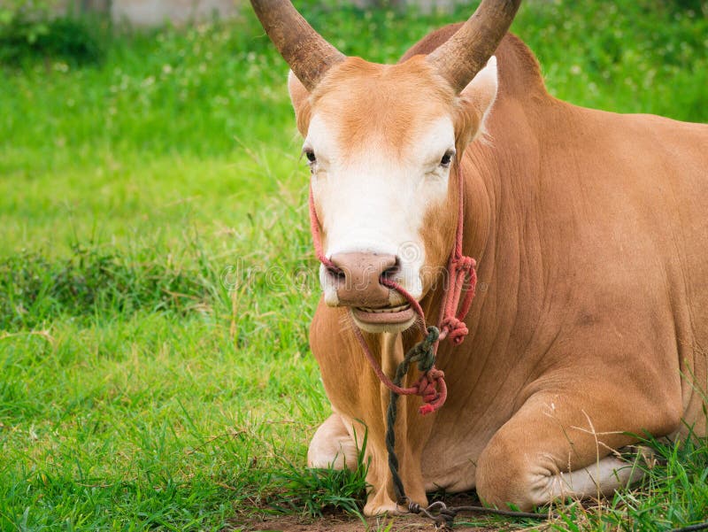Young Fighting Bull Relax and Ruminant. Stock Image - Image of farm ...