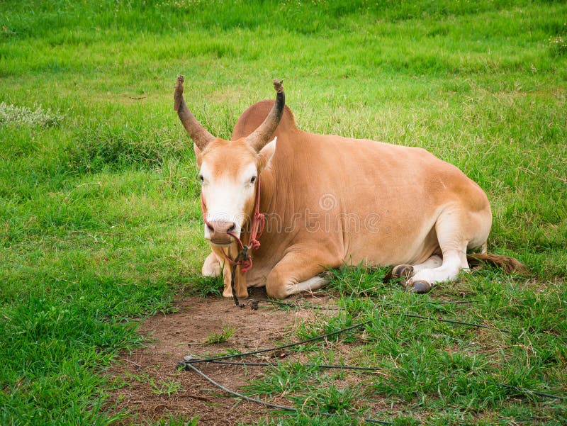 Young Fighting Bull Relax and Ruminant. Stock Image - Image of chew ...