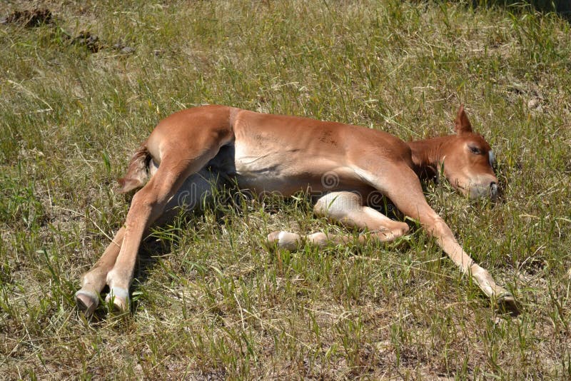 A sleepy young Filly stock photo. Image of standing, young - 42315722