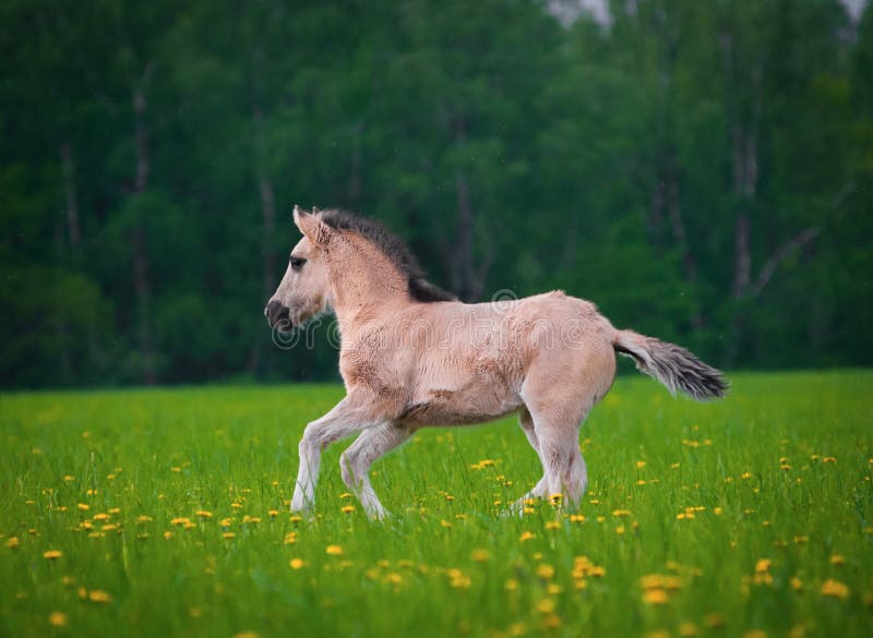 Young filly runs stock image. Image of foal, forest, filly - 56775115