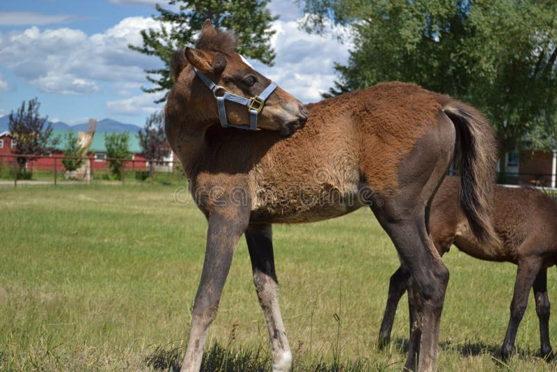 Filly Picture. Image: 2356598