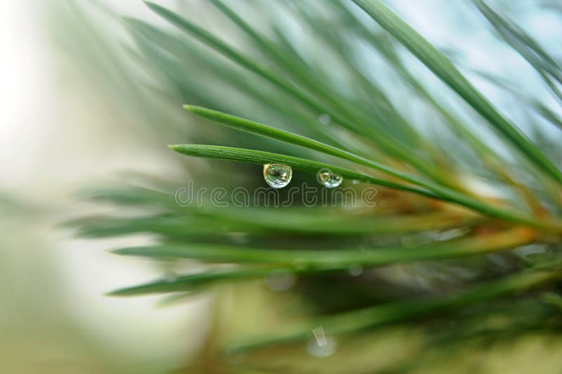 Macro young fir-tree stock image. Image of garden, rain - 5272853